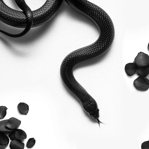 David Drake Wall Art | NicheCanvas