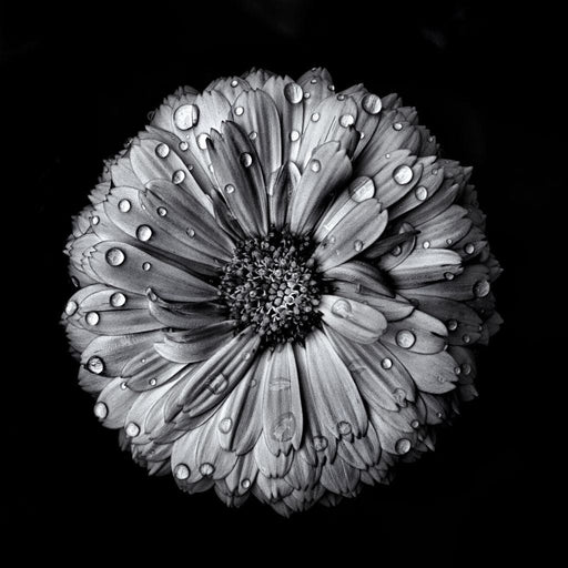 Brian Carson Wall Art | NicheCanvas