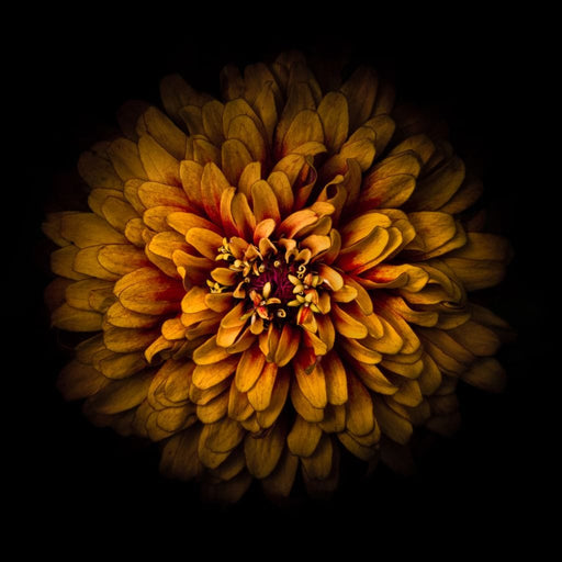 Brian Carson Wall Art | NicheCanvas